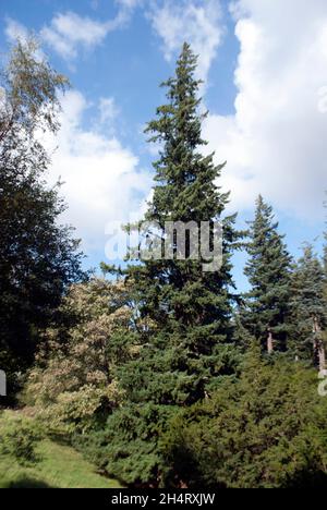 Tall trees at Cragside, Rothbury, Northumberland, England, UK, United ...