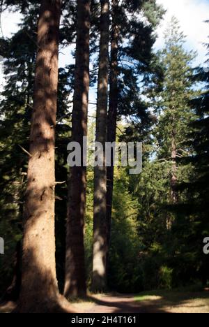 Tall tree trunks and branches of conifers Cragside, Rothbury ...