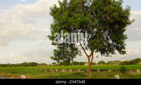 manila tamarind Flower Stock Photo - Alamy