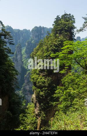 Trees on the cliffs in Zhangjiajie Forest Park at foggy day time. China ...
