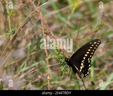 Giant swallowtail butterfly male (Papilio antimachus) drinking from a ...