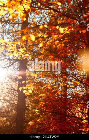 The sun hitting tree branches Stock Photo - Alamy