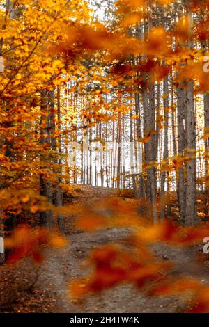 Forest path, trees, background blur Stock Photo - Alamy