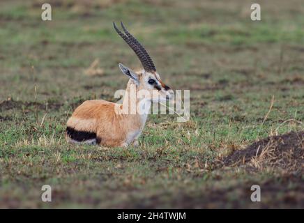 Thomsons (Red Fronted) Gazelle sitting down resting Lesser Flamingos in ...