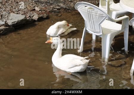 Walk like a duck Stock Photo - Alamy