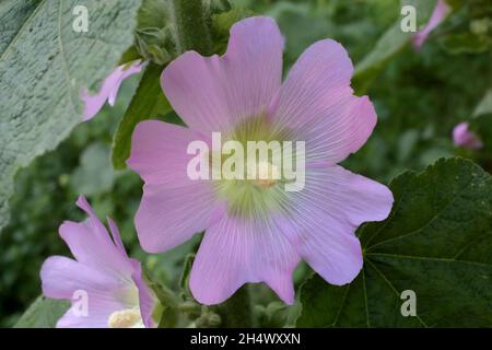 Alcea pallida, Malvaceae. Wild plant shot in summer Stock Photo - Alamy