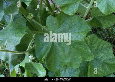 Alcea pallida, Malvaceae. Wild plant shot in summer Stock Photo - Alamy