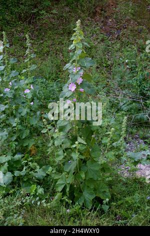 Alcea pallida - Wild plant shot in summer Stock Photo - Alamy