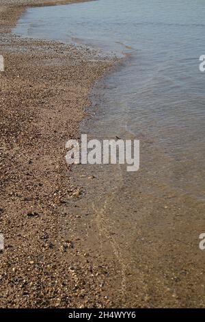 shells on the rhine beach Stock Photo - Alamy