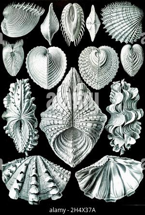 *Kunstformen der Natur* (1904) is a work by Ernst Haeckel showcasing ...