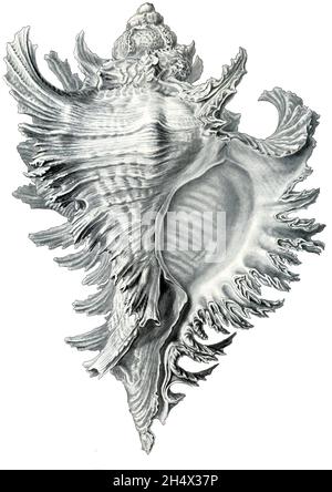 A portrait of Ernst Haeckel, the German biologist, naturalist, and ...