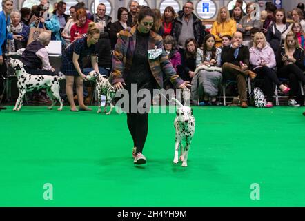 Dalmatian dog judging competition on day 4 of Crufts Dog Show at the ...