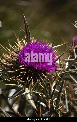 Wild Cotton Thistle Stock Photo - Alamy