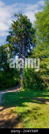 The world's largest Spruce Tree, a Sitka Spruce (Picea sitchensis) a ...