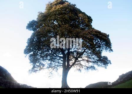 Hadrian's Wall and the Tree from Robin Hood 1991 Stock Photo - Alamy