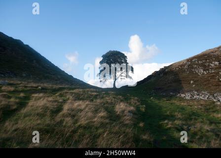 Hadrian's Wall and the Tree from Robin Hood 1991 Stock Photo - Alamy
