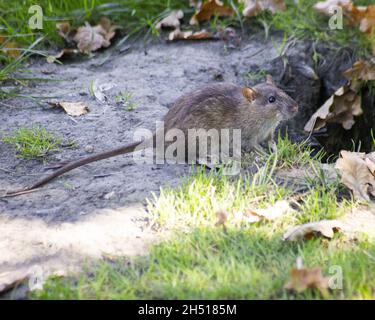 horizontal photo of a rat by the river Stock Photo - Alamy