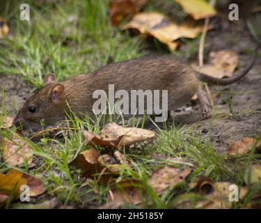 horizontal photo of a rat by the river Stock Photo - Alamy