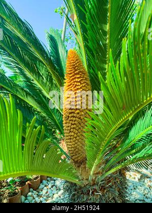 Evergreen plant Cycas rumphii cone. Studio Photo Stock Photo - Alamy