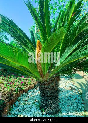 Sago cycad (Cycas revoluta), Plantae, Windsor Forest, Savannah, GA, USA ...