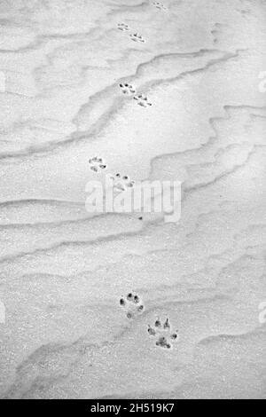 red fox (Vulpes vulpes), footprints in mud, Germany, Saxony ...