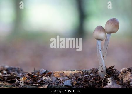 A pair of tiny fungi on Southampton Common Stock Photo - Alamy