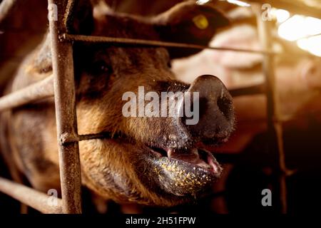 Pig at pigsty biting the bar hungry waiting for food Stock Photo - Alamy