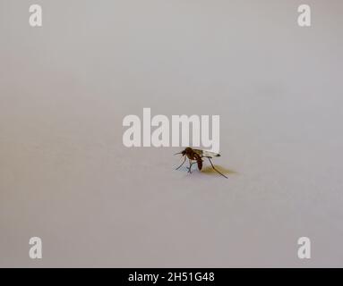 close up of a Banded mosquito (Culiseta annulata) the largest British ...