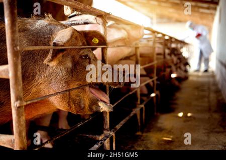 Pig at pigsty biting the bar hungry waiting for food Stock Photo - Alamy