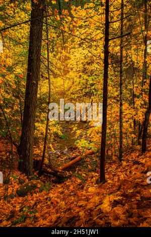 Vibrant fall colors on the Sacramento River in northern Shasta County ...