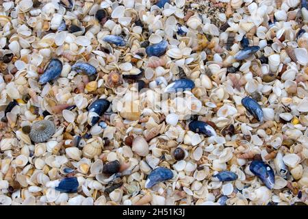 Mossyard Bay covered in variety of seashells, Dumfries & Galloway ...