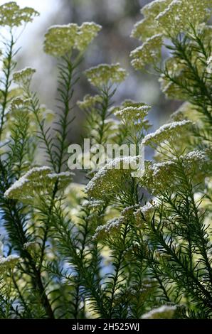 The flower of the Australian native plant known as the Common Early ...