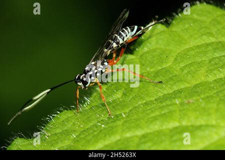 Lemon Tree Borer Parasitoid Wasp (Xanthocryptus novozealandicus Stock ...