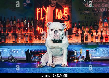 bulldog sitting on bar counter in nightclub Stock Photo - Alamy