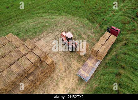Farmer unloading round bales of straw with a front end loader Storing ...
