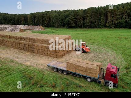 Farmer unloading round bales of straw with a front end loader Storing ...
