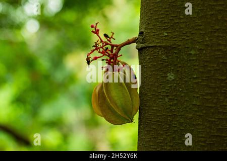 Carambola, also known as star fruit or 5 fingers, is the fruit of ...