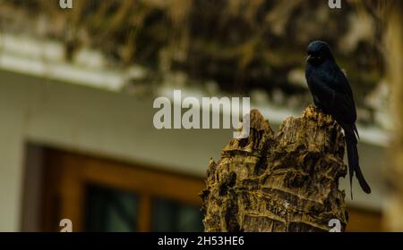 black bird alone sitting on the top of tree Stock Photo - Alamy