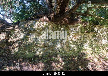 A tree growing atop a section of ruined Roman town wall showing the ...