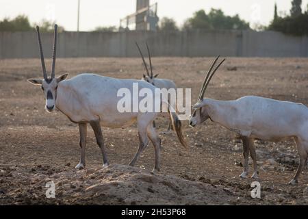 The Arabian oryx or white oryx is a medium-sized antelope with a ...