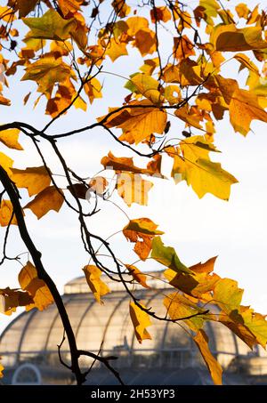 Autumn foliage and the Palm House at Kew Gardens, London, UK Stock ...