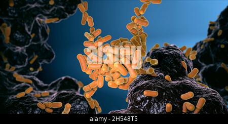 Escherichia coli bacteria inside intestine, illustration Stock Photo ...