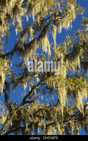 Spanish Moss growing on an Oak Tree Stock Photo - Alamy