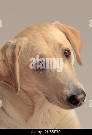 blonde Labrador Retriever Stock Photo - Alamy
