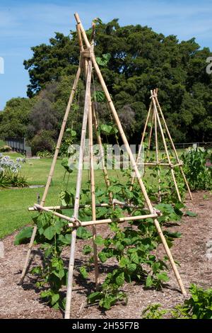 Sydney Australia, young phaseolus vulgaris or climbing beans growing on ...