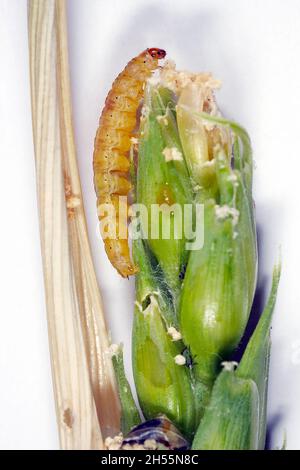 Cnephasia pasiuana pumicana moth in the family Tortricidae. Sitting on ...