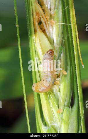 Cnephasia pasiuana pumicana moth in the family Tortricidae. Sitting on ...