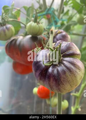 Tomatoes of unusual color and shape grow on bush Stock Photo - Alamy