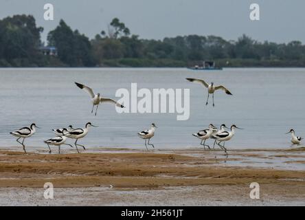 NANNING, CHINA - NOVEMBER 6, 2021 - Pied Avocets play on a beach in ...