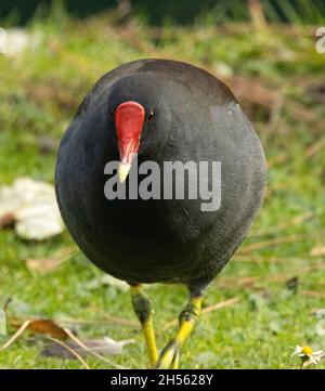 The Coot has a distinctive bright white forehead shield and bill, They ...